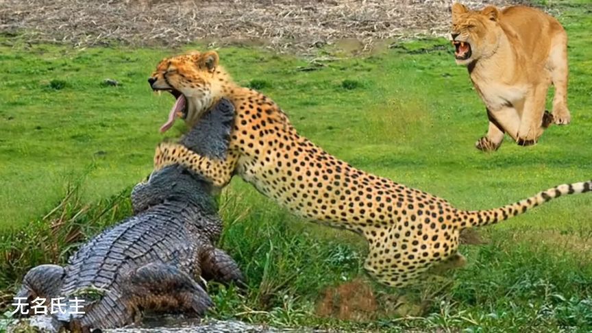 野生动物捕猎混剪,猎豹被鳄鱼突袭捕杀