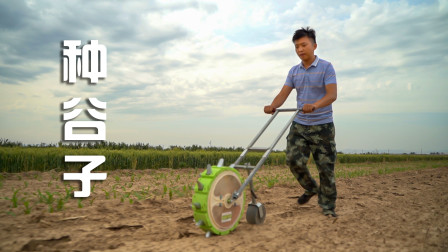 新农人带你了解北方谷子种植全过程