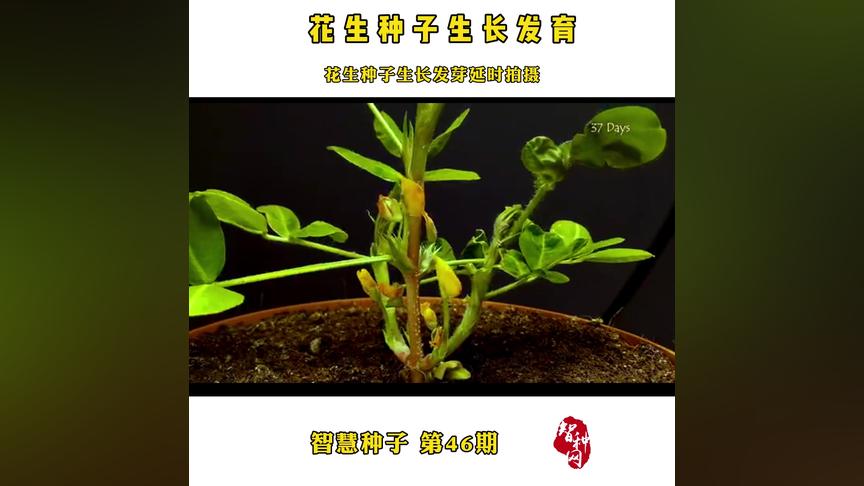 花生种子生长发育 #阳台种菜#种植小技巧 #万物生 #花生 #种花生
