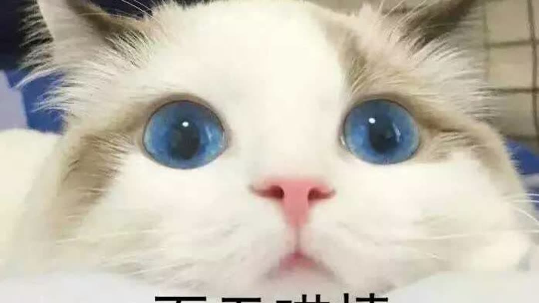 怎样在微信里快速的找到合适的表情包,斗图再也没输过