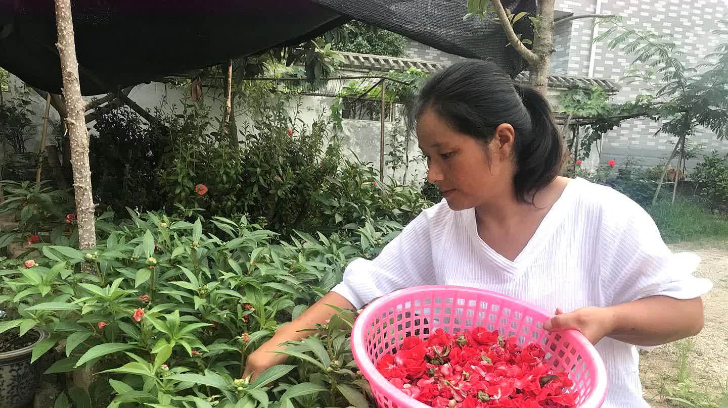 农村大姐在自家院里种植的指甲花,你知道有哪些神奇的妙用吗