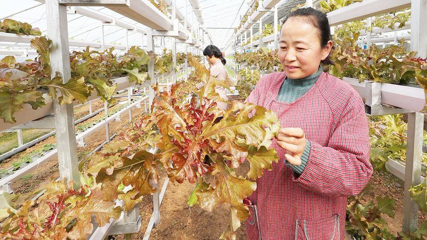 新兴农业模式无土栽培,农民使用时,请注意这3个要点