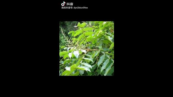 盐肤木根的功效与作用