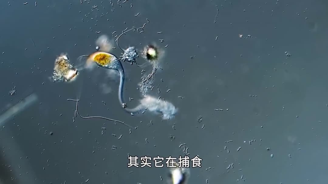 大开眼界的微生物世界