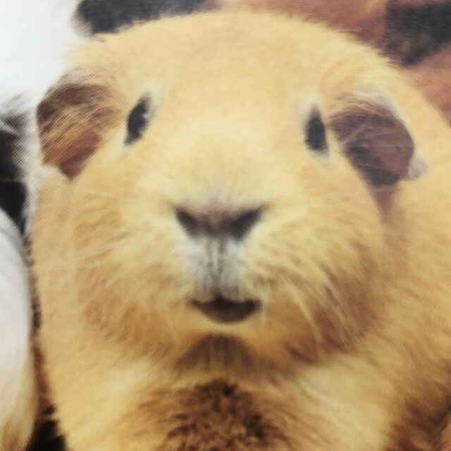 学萤火虫冥想的茶溪 