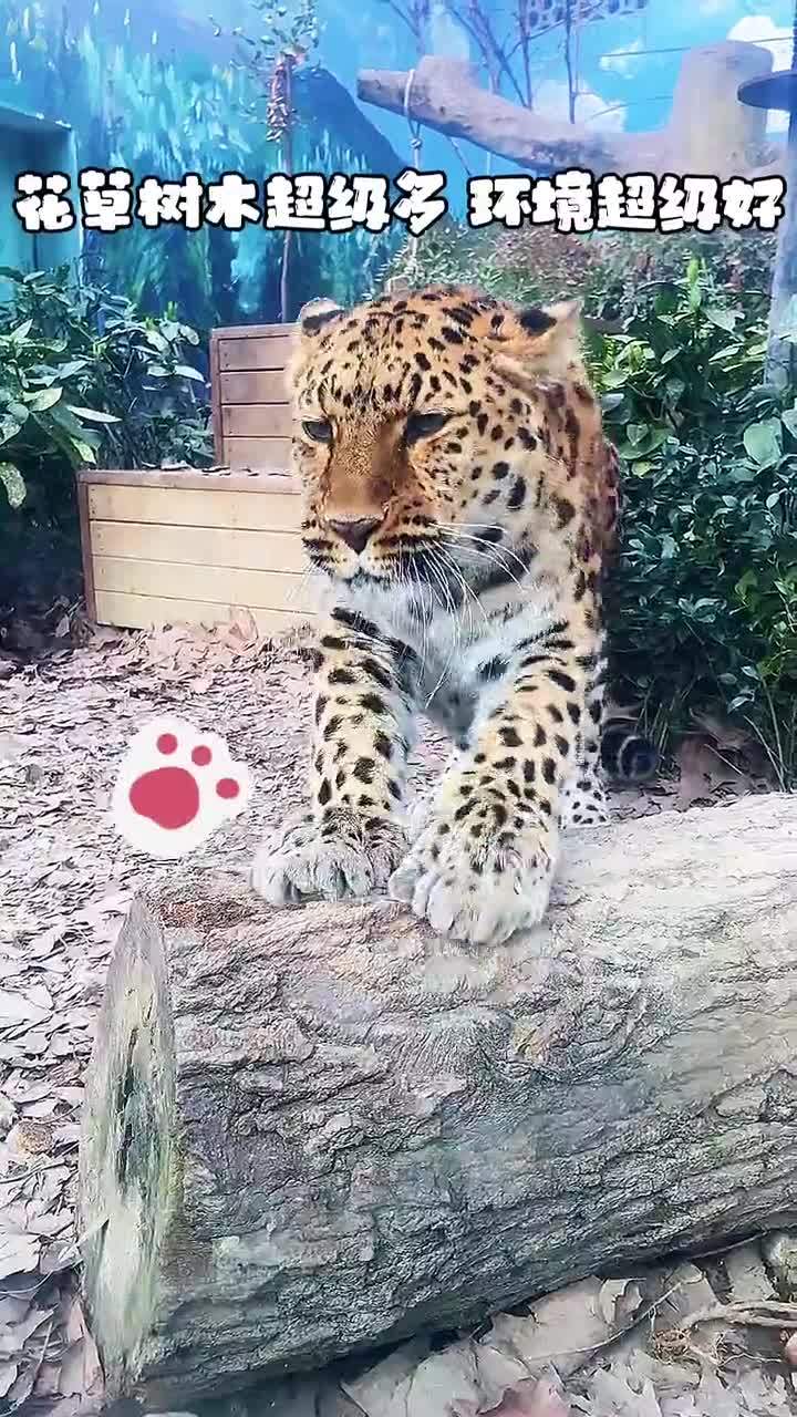 今天是植树节,大家要一起爱绿护绿哦~#神奇动物在 #大熊猫 #豹子