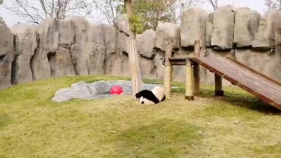 这只熊猫宝宝精力过剩连续翻滚难道屁股不疼吗?