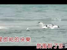 凤凰传奇 - 郎的诱惑2826543016