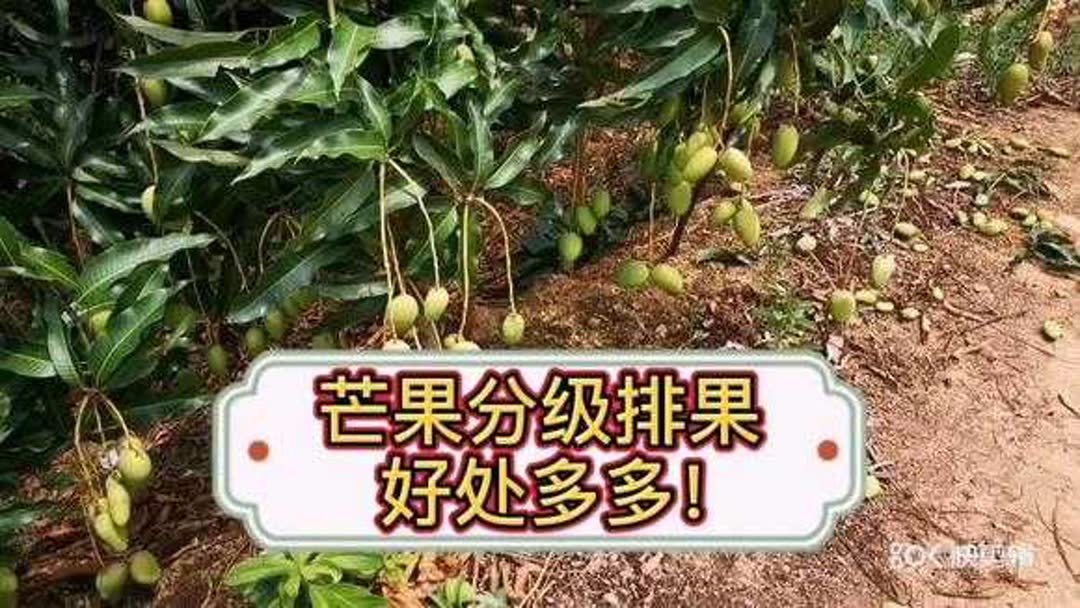 芒果排果要快、准、狠。#芒果品质提升技术#芒果管理小技巧