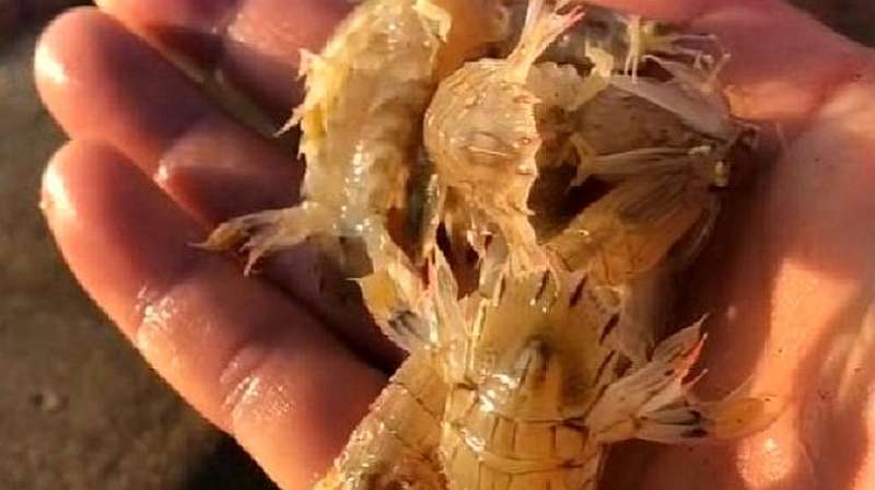 海边东西就是多,小伙一抓抓一大把皮皮虾,太走运了!