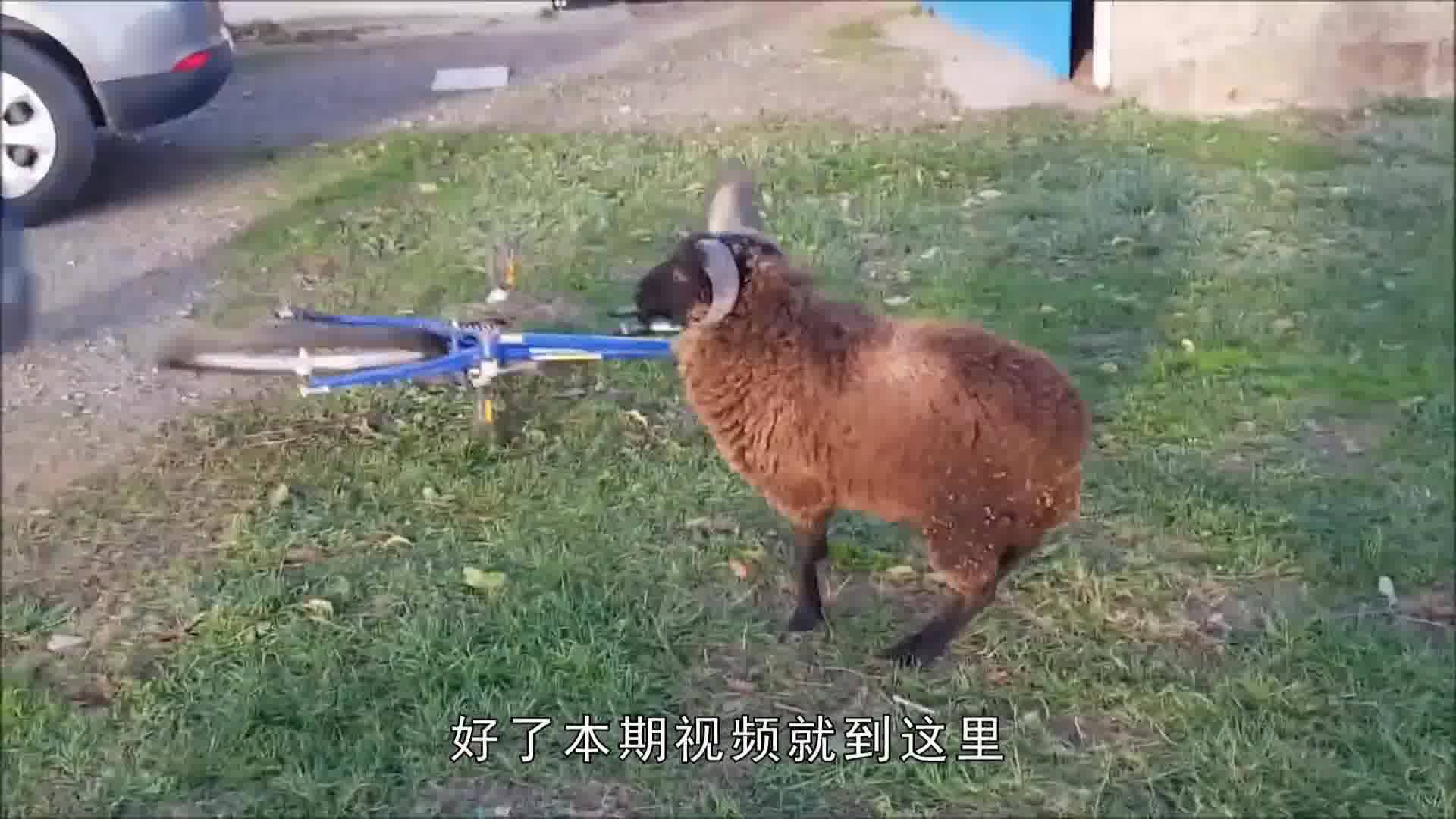 牧羊人被羊儿攻击,猛烈撞击致死!行车记录仪拍下全过程