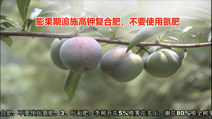 李子种植技术——-如何让李子.桃子.杏子增大增甜的方法