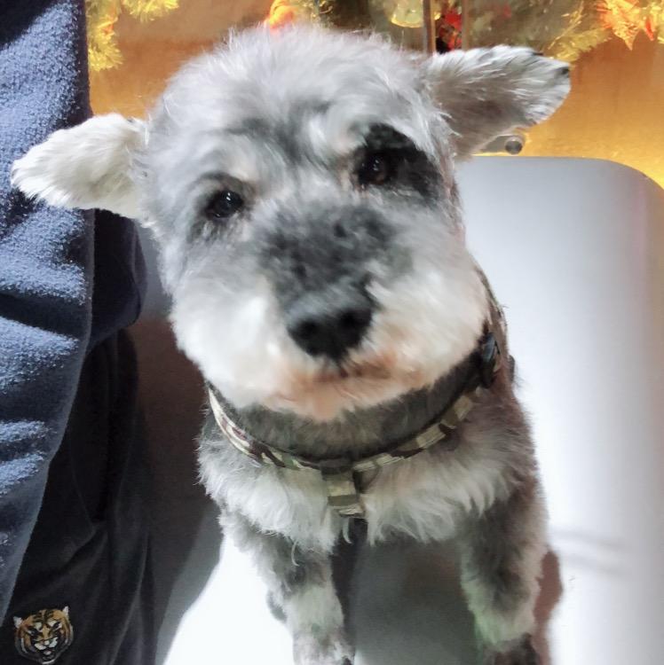 猫妖的宝贝狗ߐ�儿子 