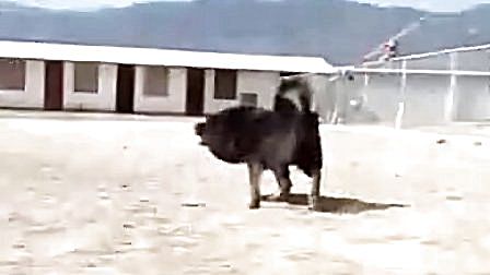 藏獒打架的凶残场面--晋城市中港科技有限公司