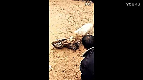 斗狗斗犬视频 残忍斗狗比赛