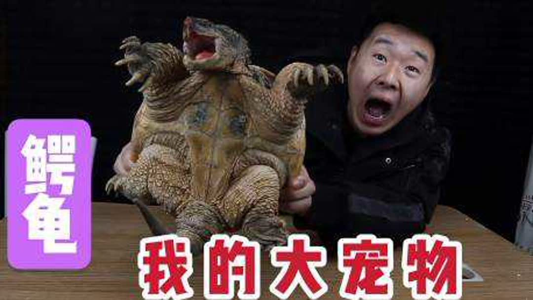 鳄龟开箱:买了一只10斤重的大鳄龟当宠物,看看谁还敢惹我