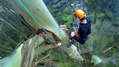 砍伐数十米高的树木,为什么不锯树底,反而要从树顶开始?