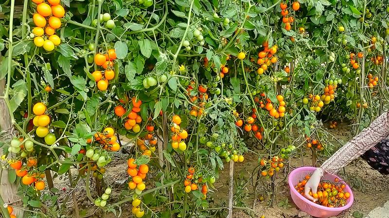 家庭菜园种植小番茄,后期采摘吃不完,方法简单一学就会