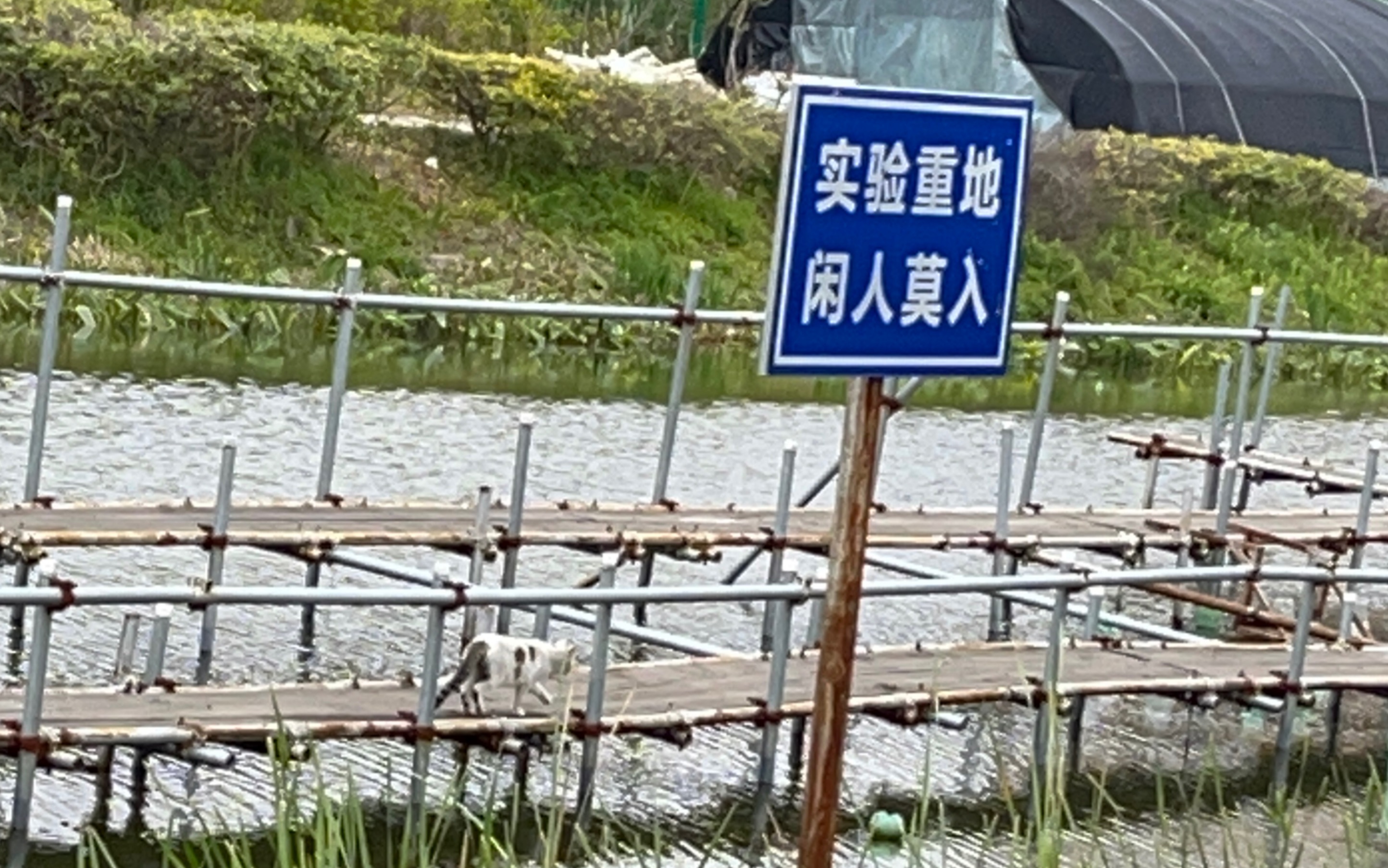 无聊的封校生活之暗中观察校园野生动物