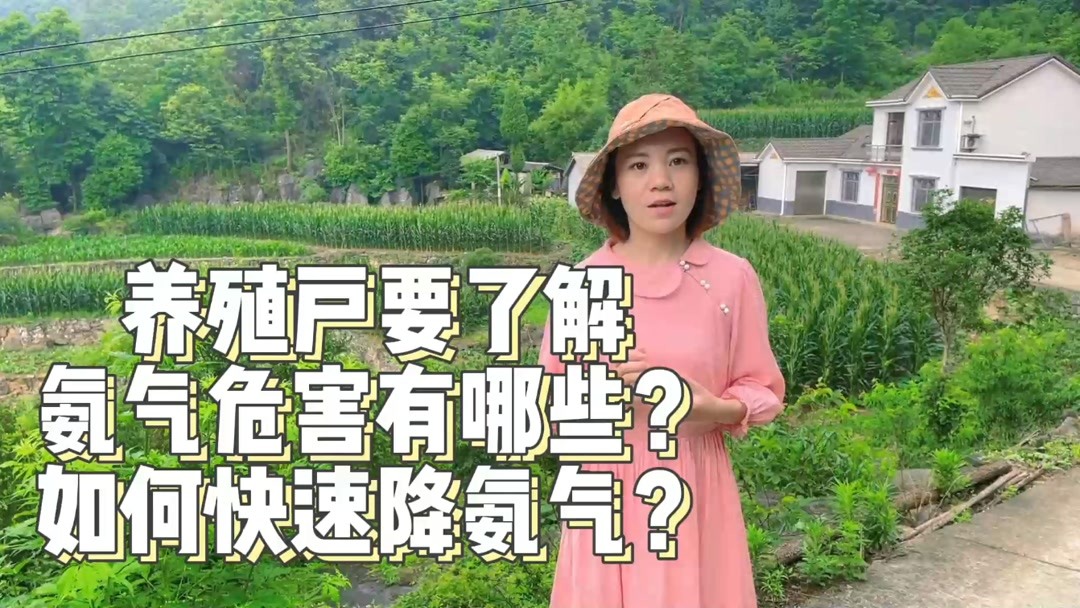 养殖场氨气重危害有哪些?氨气如果不重视,养殖一年难挣钱!