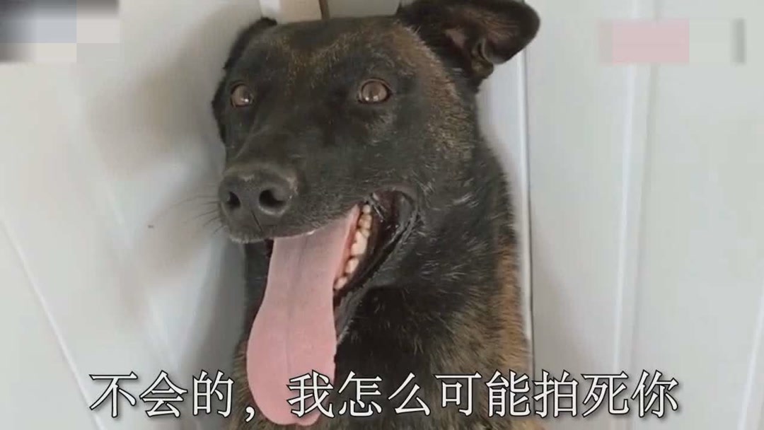 马犬真的是战斗种族,一大早就翻围墙出去打架,被训还一点不怂