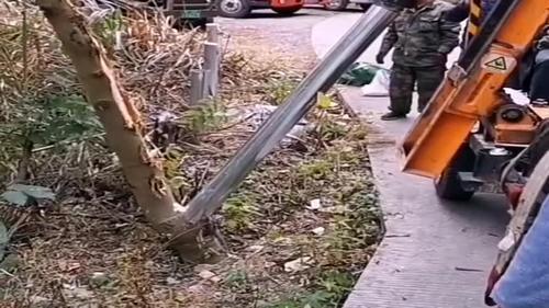 生活了这么多年,用这招来砍树,属实是第一次见!