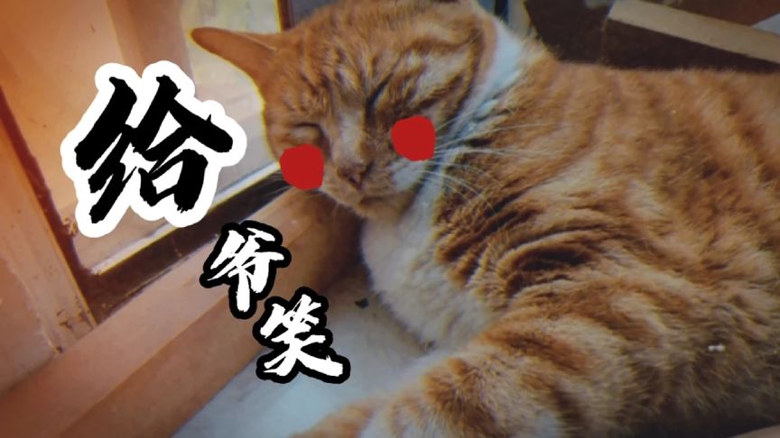 大理石铺面 实木枕头 高质量猫生 给爷笑一个