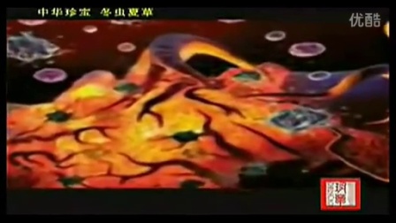 冬虫夏草的功效与作用介绍的视频