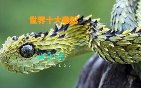 蛇之最(二):世界上十大毒蛇,看看你身边有没有