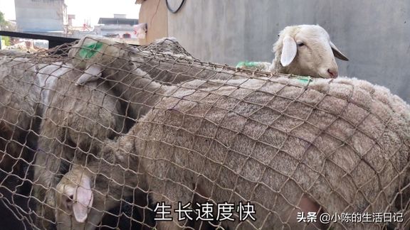 刚买回来的羊能做疫苗吗?先打哪种疫苗比较合适?