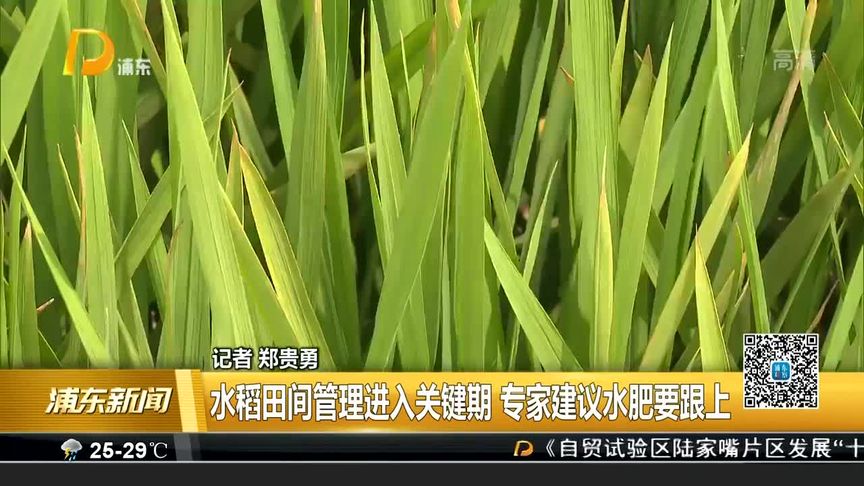 水稻田间管理进入关键期 专家建议水肥要跟上