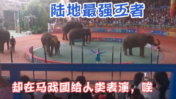 陆地最强王者大象,是如何表演杂技的?