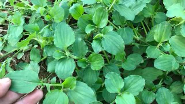 古代叫"碧蝉草",没几个人知道它还是常用中药材,别名痰火草