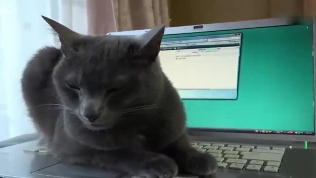 死宅让你只知道玩电脑看这下电脑被感染喵星人病毒了吧