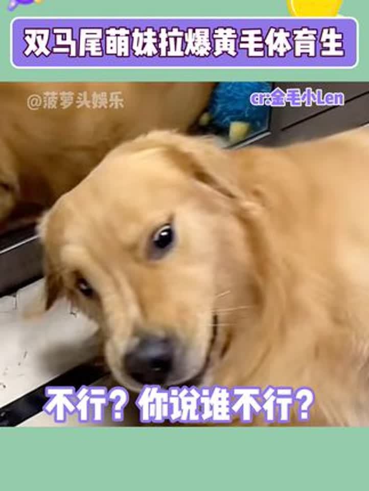 细狗哥慢点走吧,别把金毛弟累死了#娱乐评论大赏 #搞笑 #金毛 #细狗
