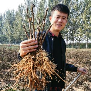 汇美牡丹 