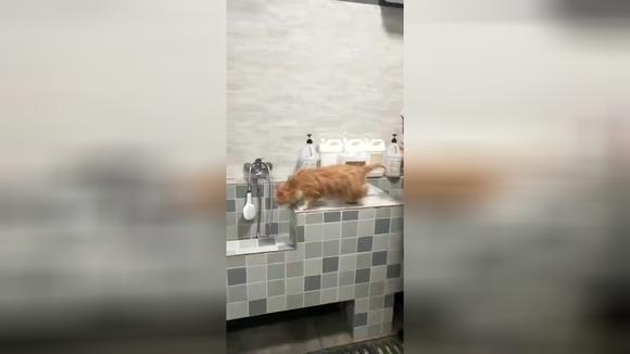 宠物店洗澡,很熟悉流程的猫