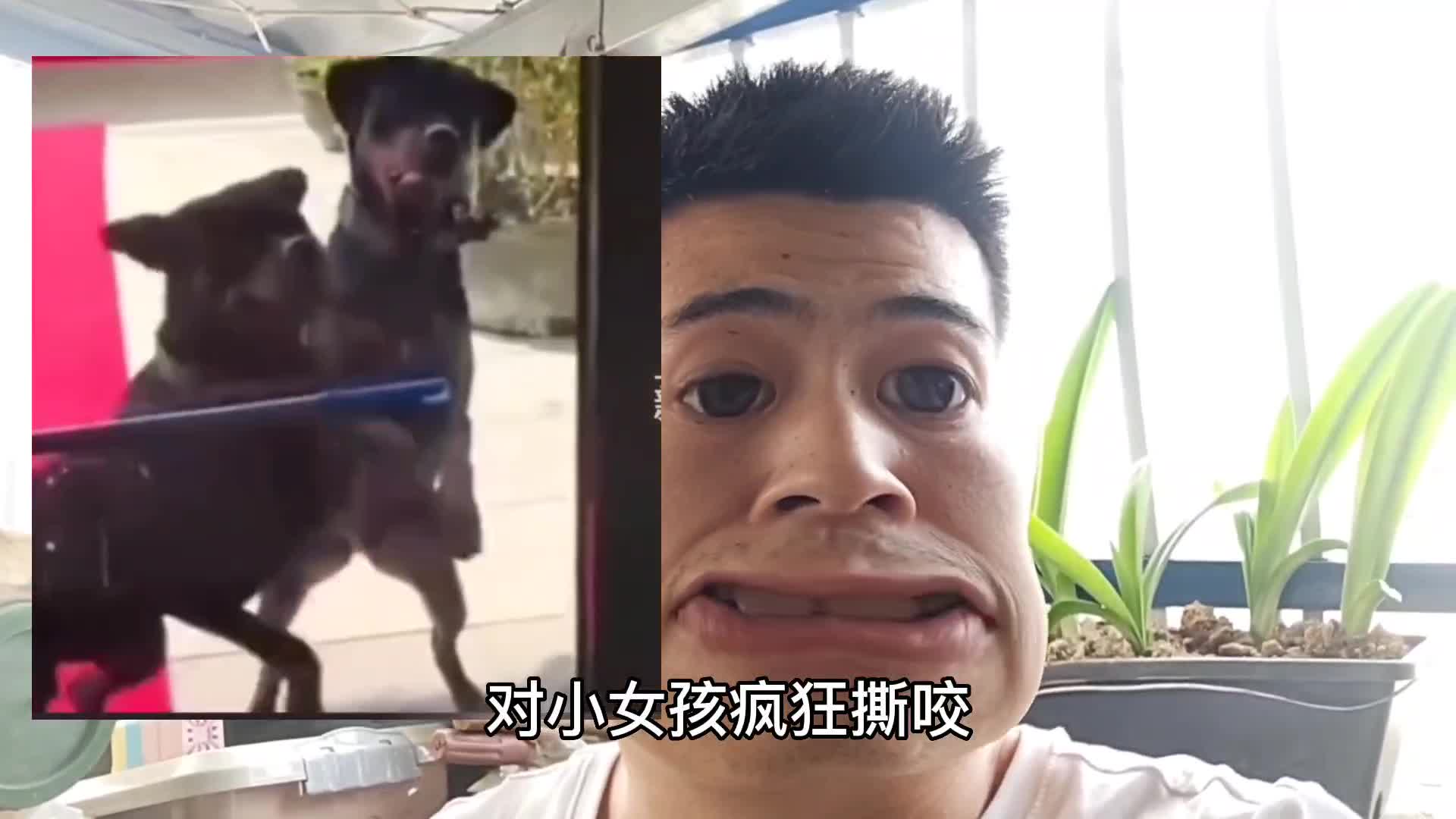 小女孩被两恶狗咬伤,女孩被救后,恶狗还想继续撕咬,警方回应:狗已被...