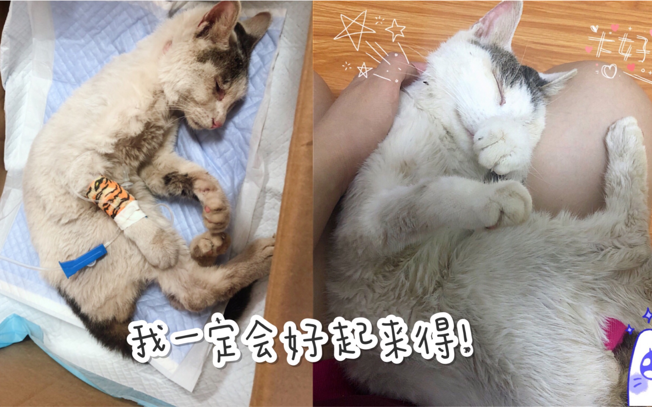 给流浪猫测了6种传染病,结果很让我们安心!