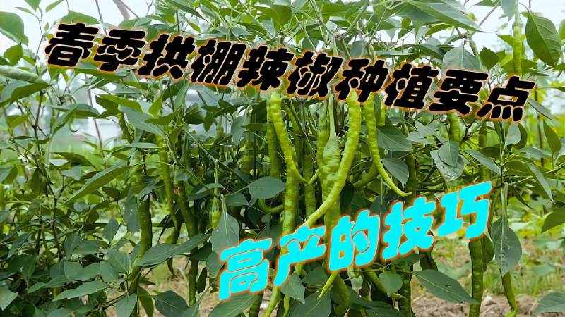 春季拱棚辣椒种植要点,高产的技巧,进来了解一下