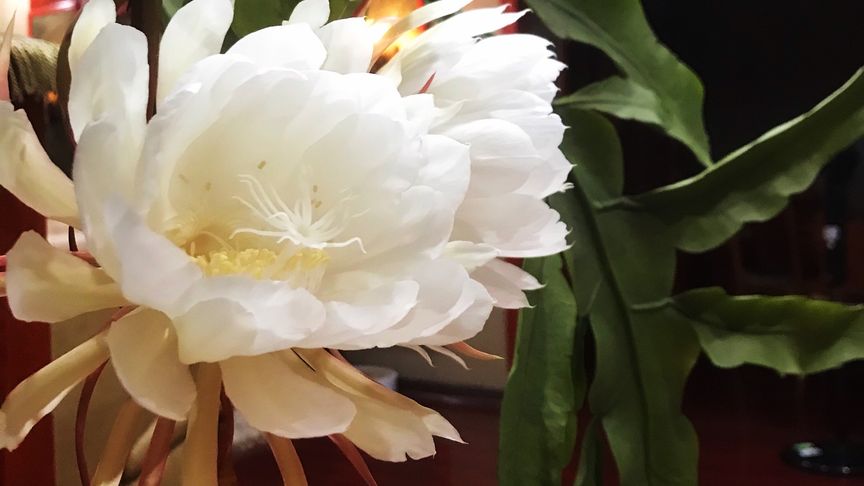 昙花即将开放,月下美人含羞一现,邀诸君共赏!