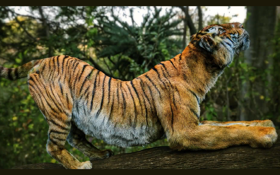 一只真实的XGEN大老虎大花猫 包含源文件