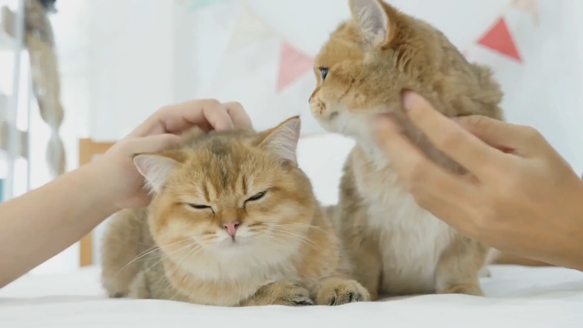 猫咪有这3种表现,说明它是真的爱你!