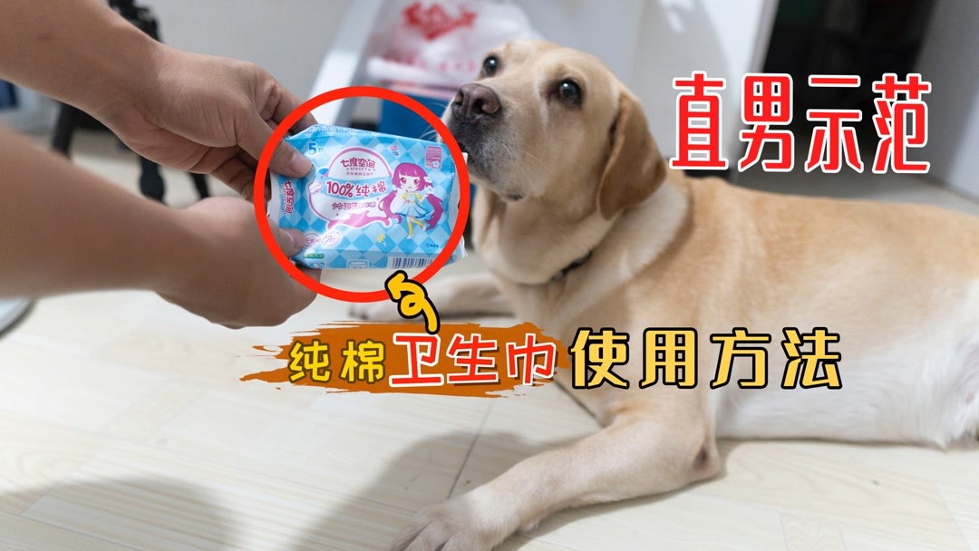 直男示范姨妈巾使用方法,连狗狗都嫌辣眼睛,现场喜感太强烈!