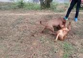 狗打架狗咬狗斗狗生死搏杀场面残酷