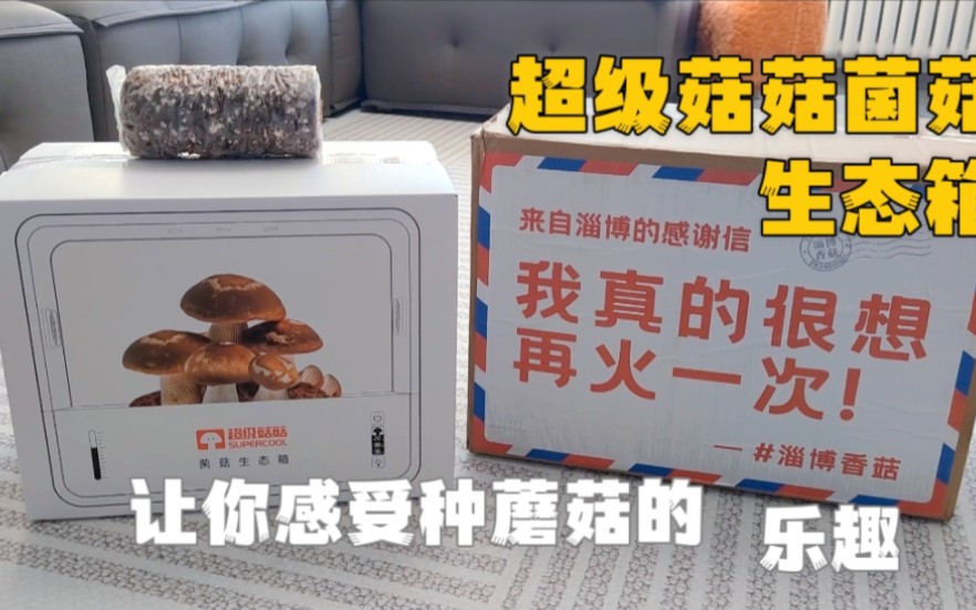 超级菇菇菌菇生态箱 让你感受种蘑菇的乐趣