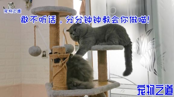 胖公猫带小猫蹭空调,发福小母猫对主人撒娇卖萌,一家喵都是戏精