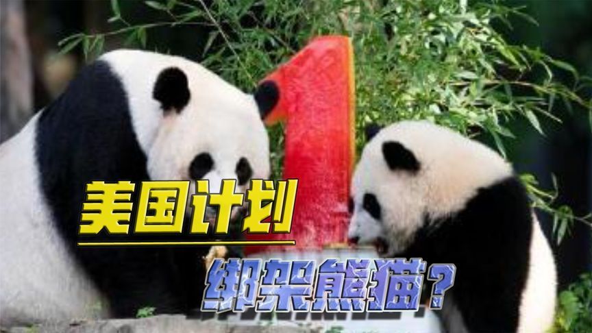 熊猫,也成美国的了?美国议员口出狂言,计划一项无耻法案
