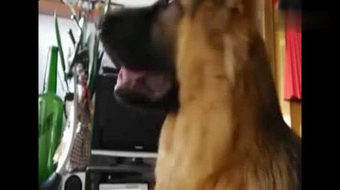 听到电视里传来狗叫的声音,狗狗反应从迷茫到共鸣,表情太逗了