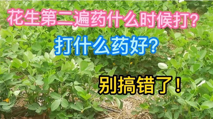 花生的生长过程中,第二遍药什么时候打?打什么药好?别搞错了!
